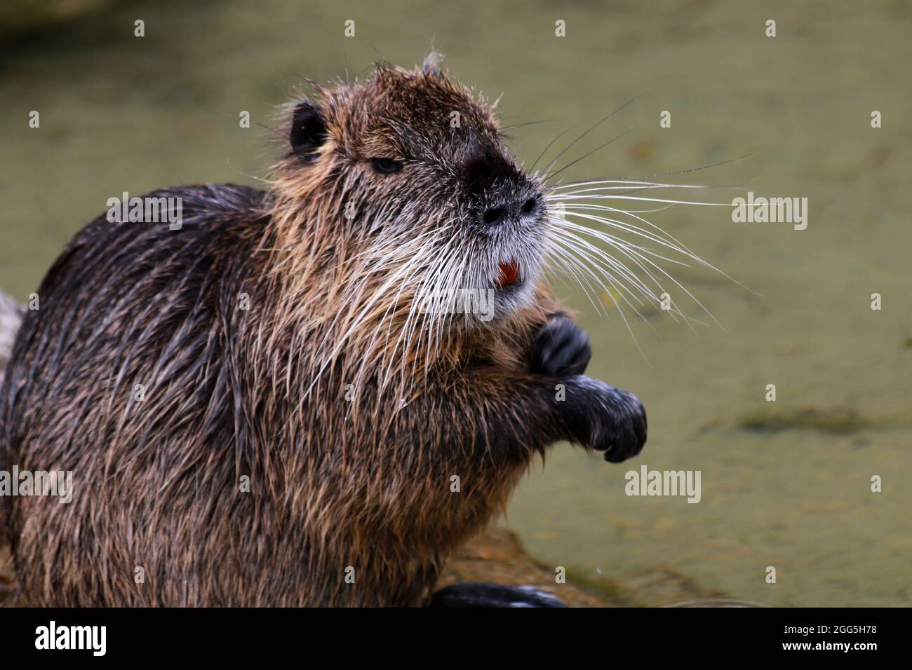 Nutria in close up in Bavaria, Germany Stock Photo - Alamy