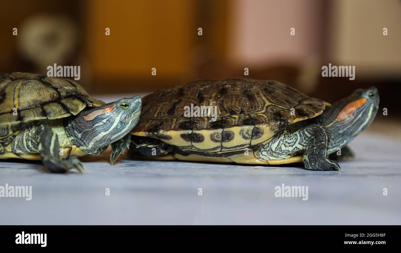 American freshwater turtle hi-res stock photography and images - Alamy