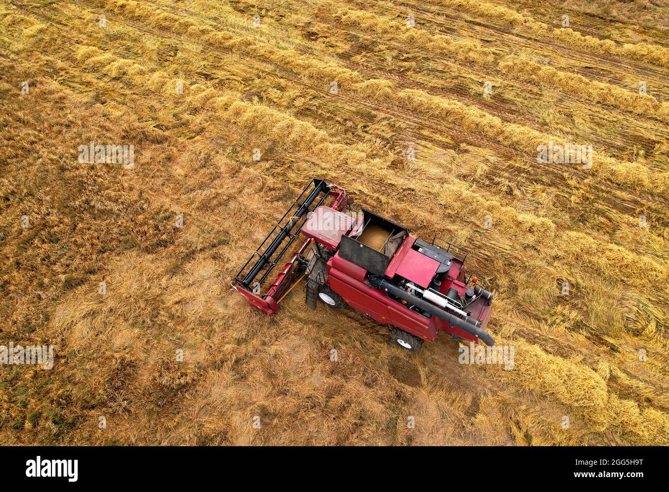 Combine harvester working in wheat field. Harvesting machine during ...