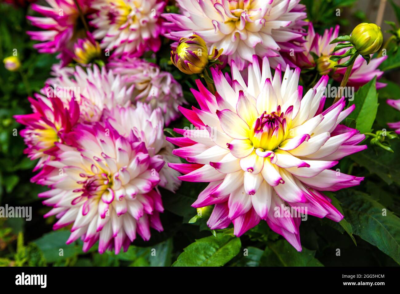 Pink deep rose eye hi-res stock photography and images - Alamy