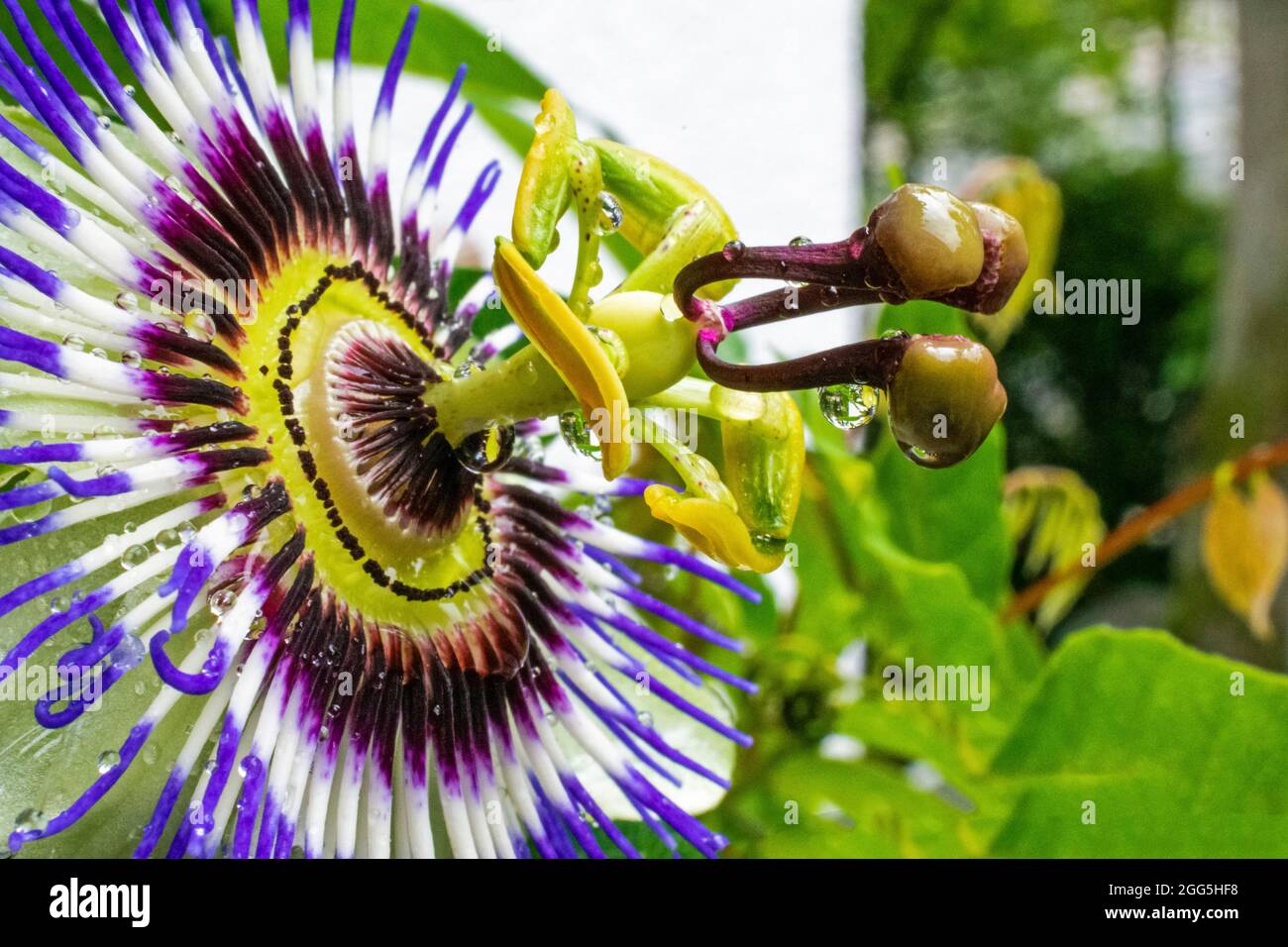Flower of an exotic clematis flower with a complex structure of sepals ...