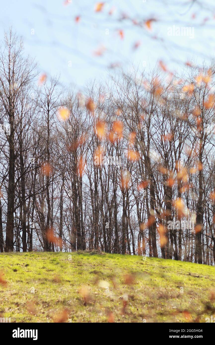 Livada suma hi-res stock photography and images - Alamy