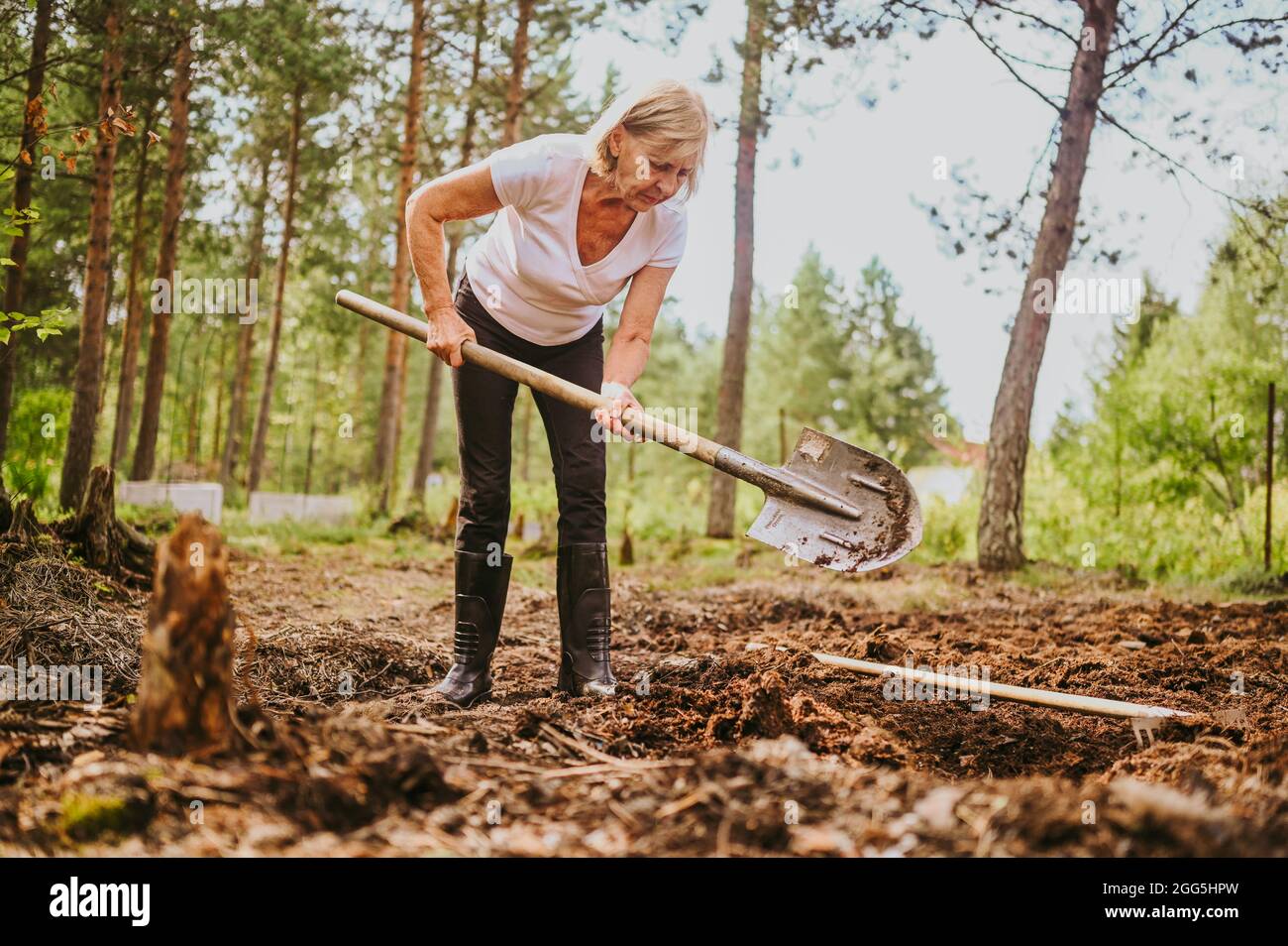 Elderly senior gardener woman digging caring ground level at summer ...