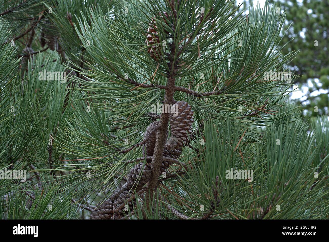 Pinus pinaster. maritime pine Stock Photo - Alamy