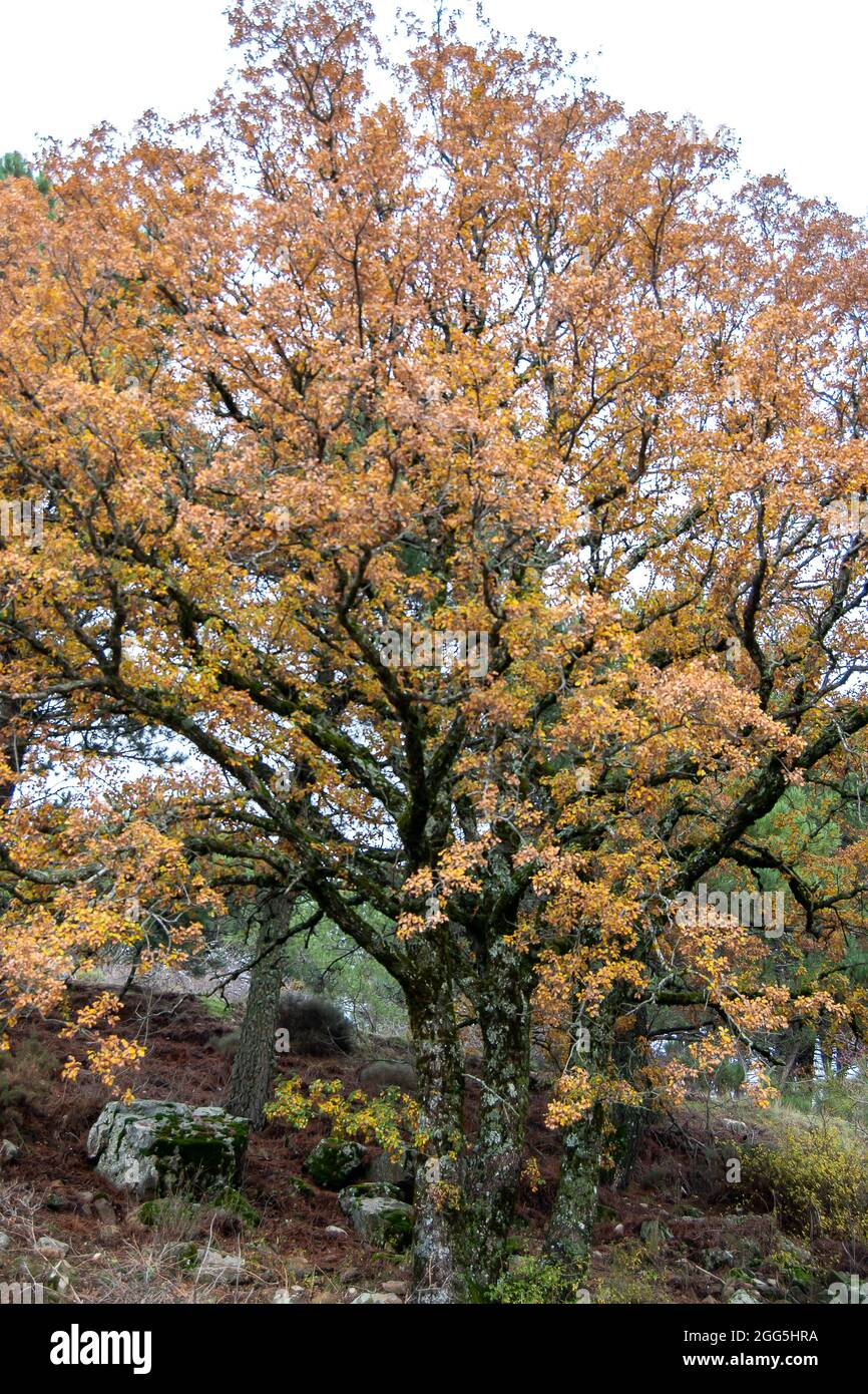 Quercus faginea. Portuguese oak Stock Photo - Alamy