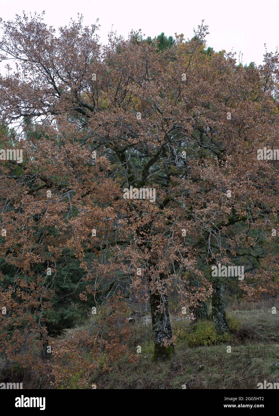 Quercus faginea. Quejigo Stock Photo - Alamy