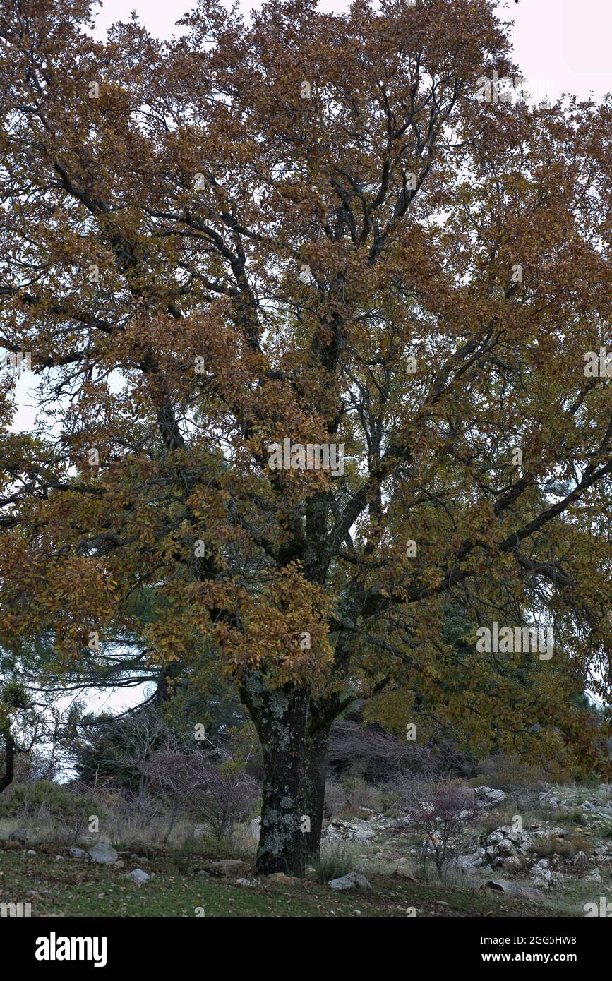 Quercus faginea. Portuguese oak Stock Photo - Alamy