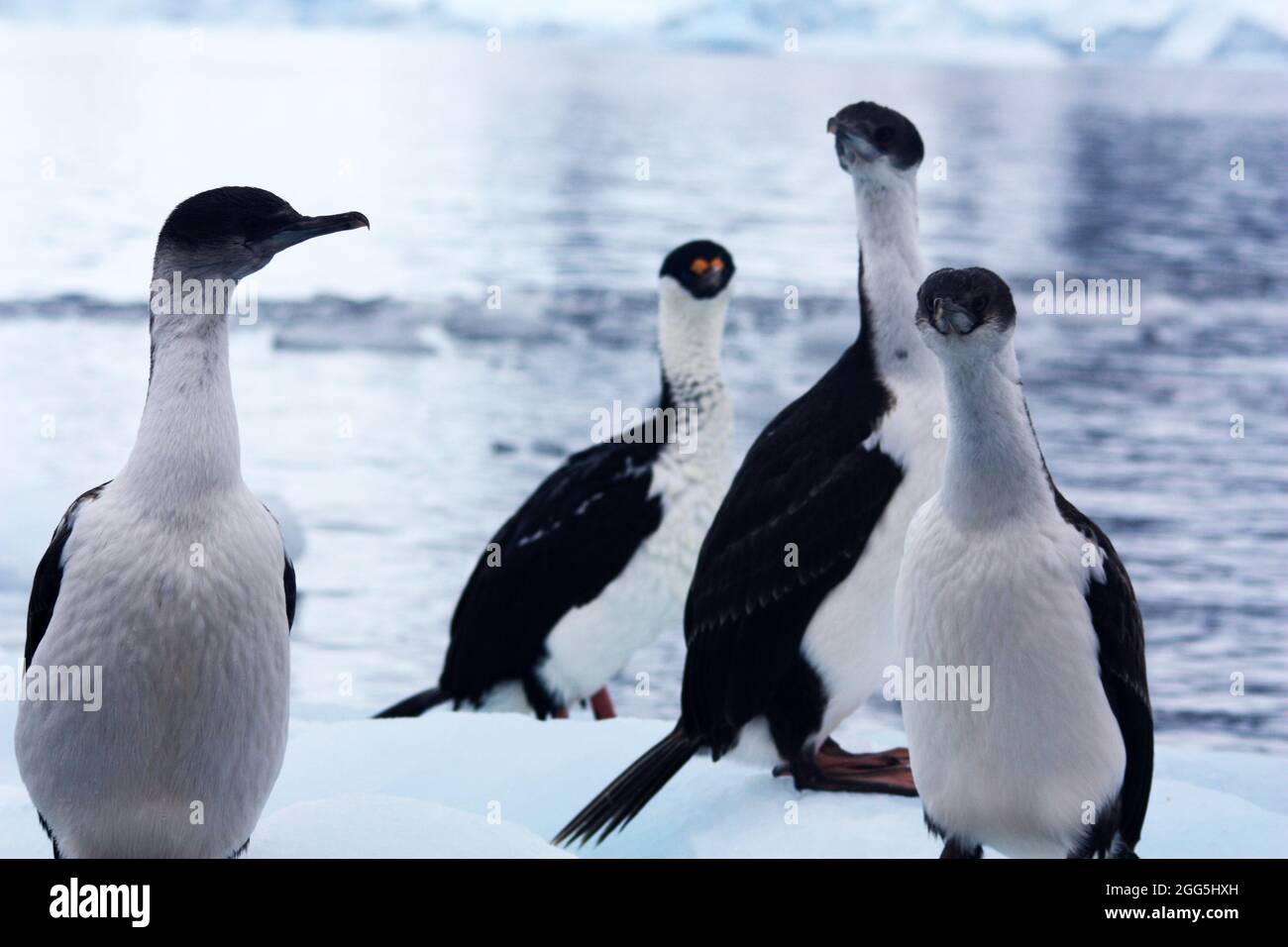 Blue eye shags on the Antarctica Stock Photo - Alamy