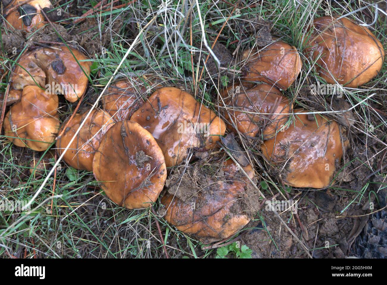 Tubular hymenium hi-res stock photography and images - Alamy