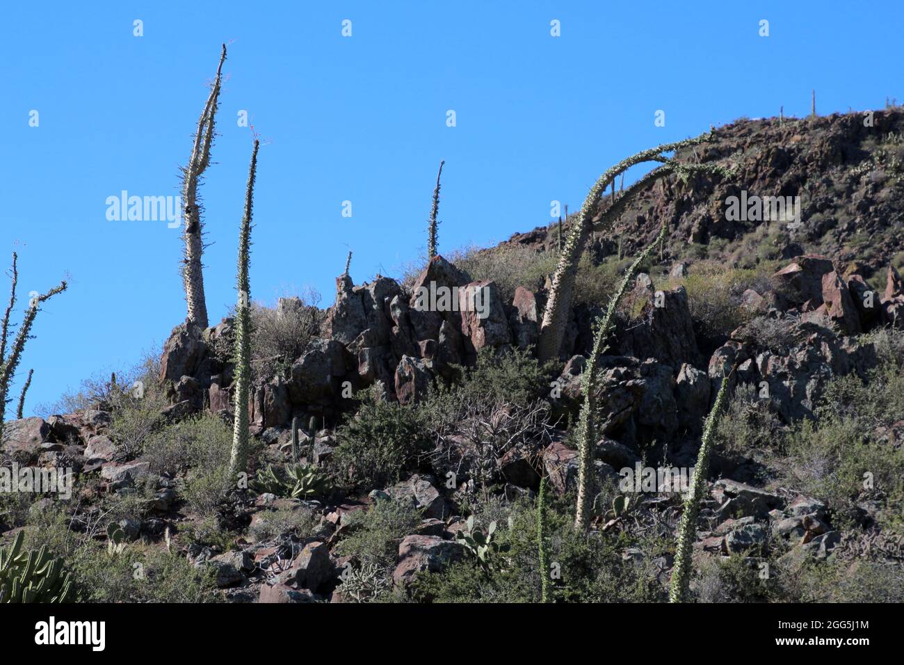 Boojum tree landscape Baja California Sur, Mexico Stock Photo - Alamy