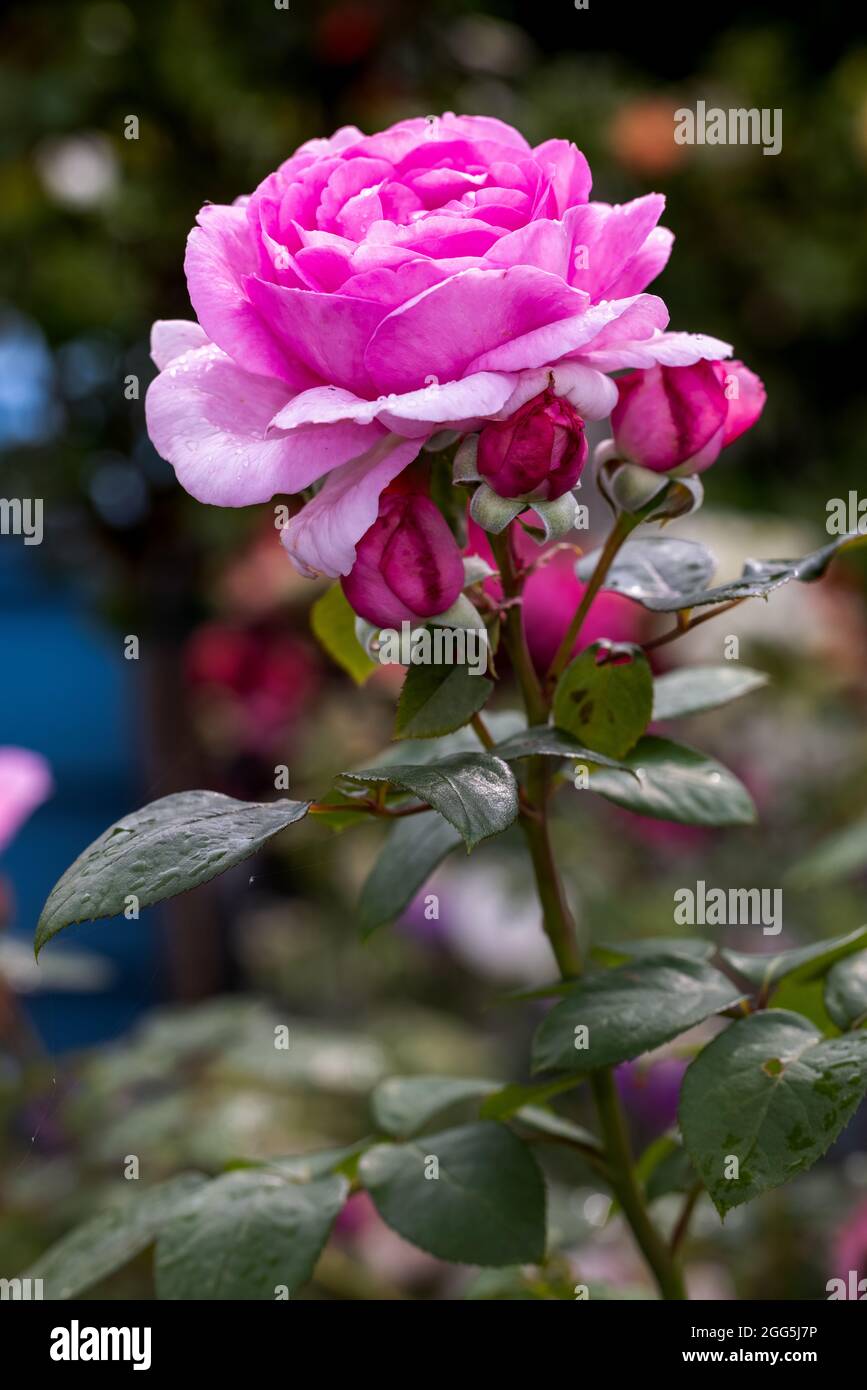 Large flowering tea rose hi-res stock photography and images - Alamy