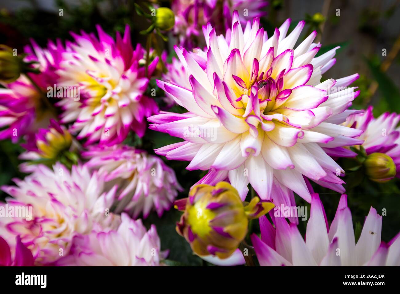 Dahlia Labella ‘Maggiore Rose’ Stock Photo - Alamy