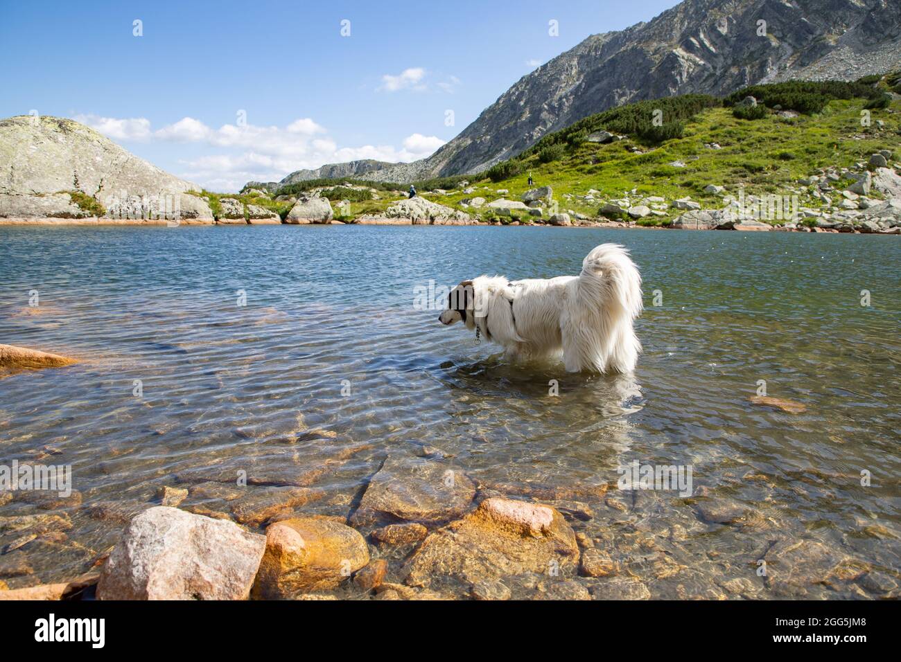 happy white dog swimming in lake Stock Photo - Alamy