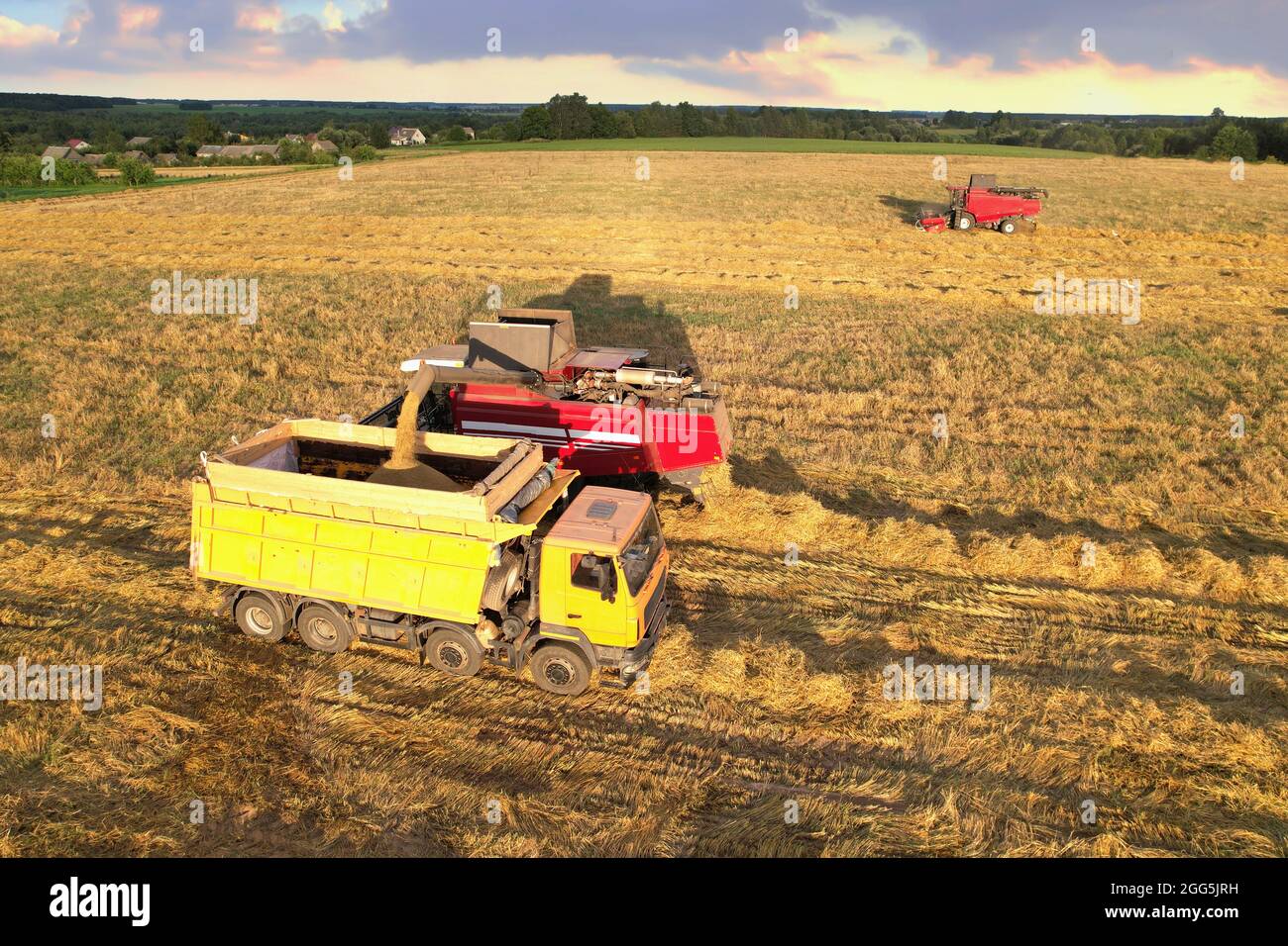 Combine harvester working in wheat field. Harvesting machine during ...