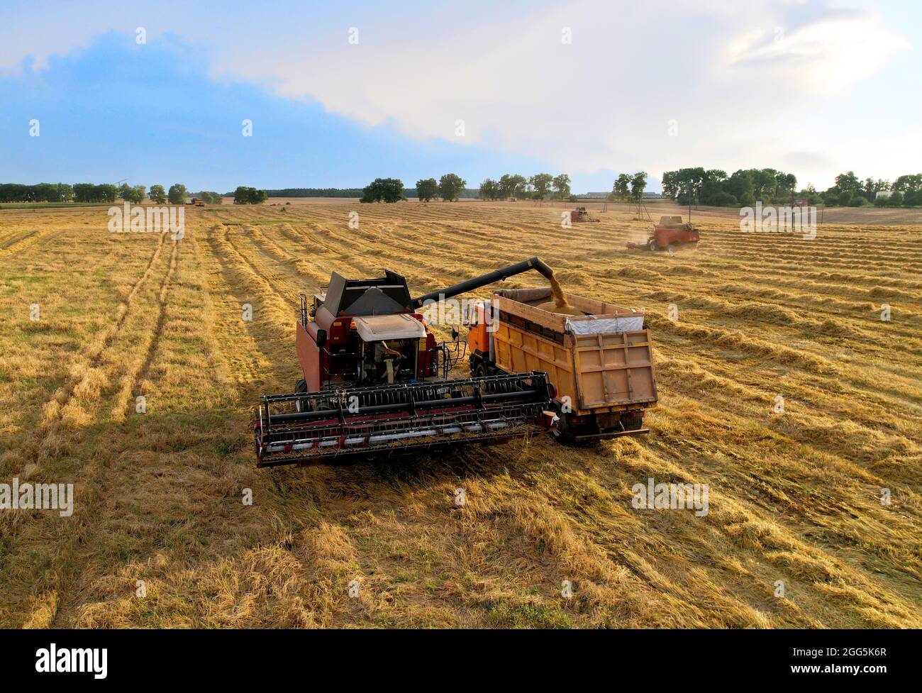 Combine harvester working in wheat field. Harvesting machine during ...