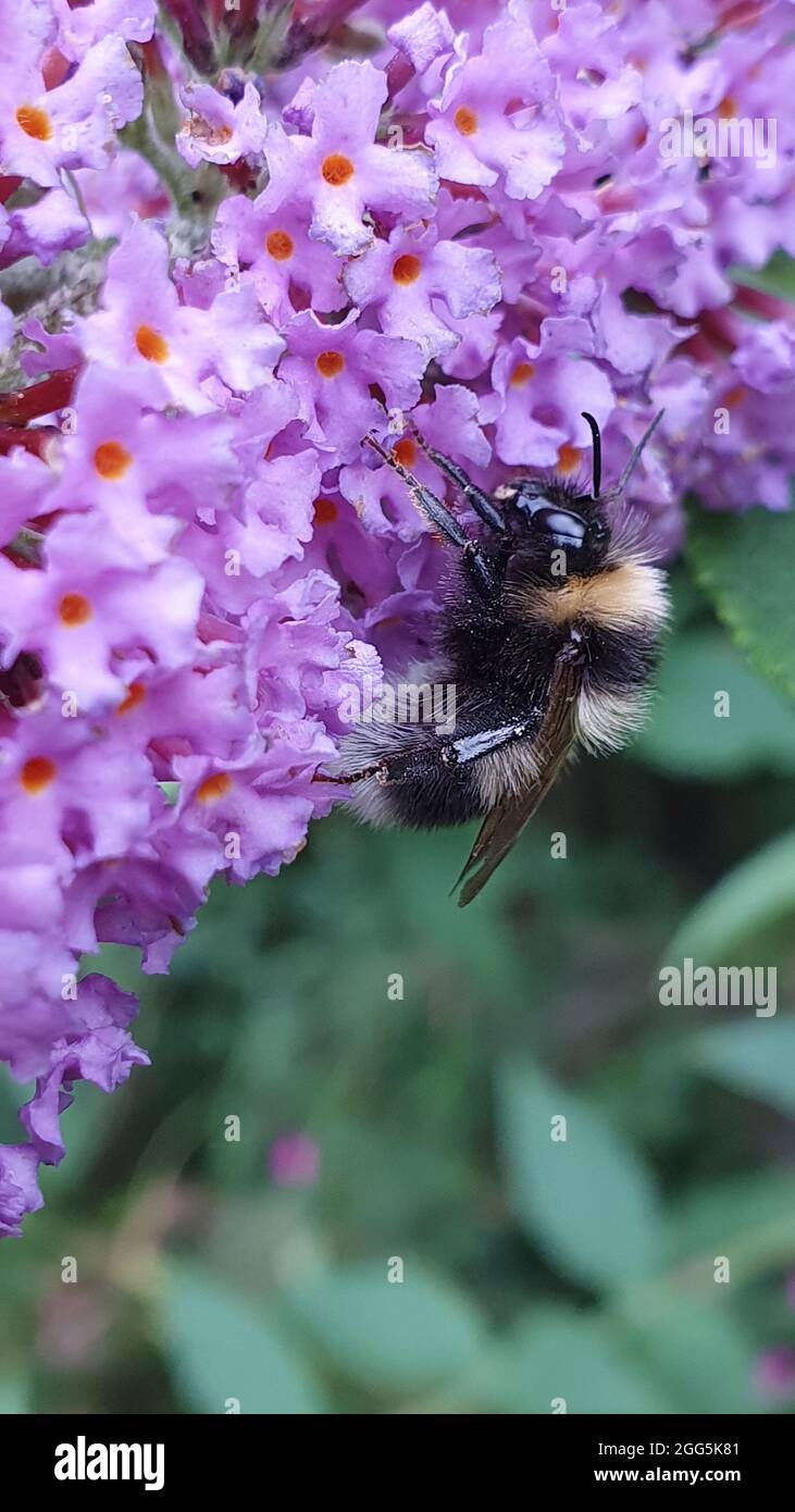 Bee on buddleia Stock Photo - Alamy