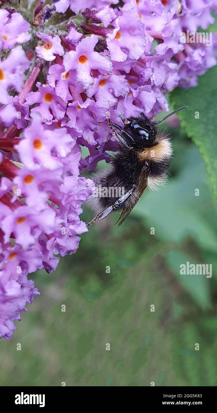 Honey bee on pink buddleja davidii hi-res stock photography and images ...
