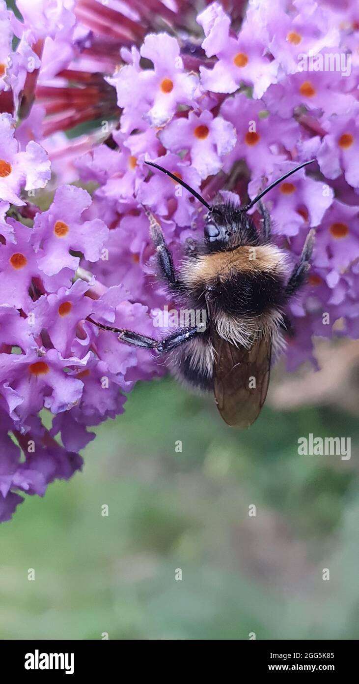 Honey bee on pink buddleja davidii hi-res stock photography and images ...