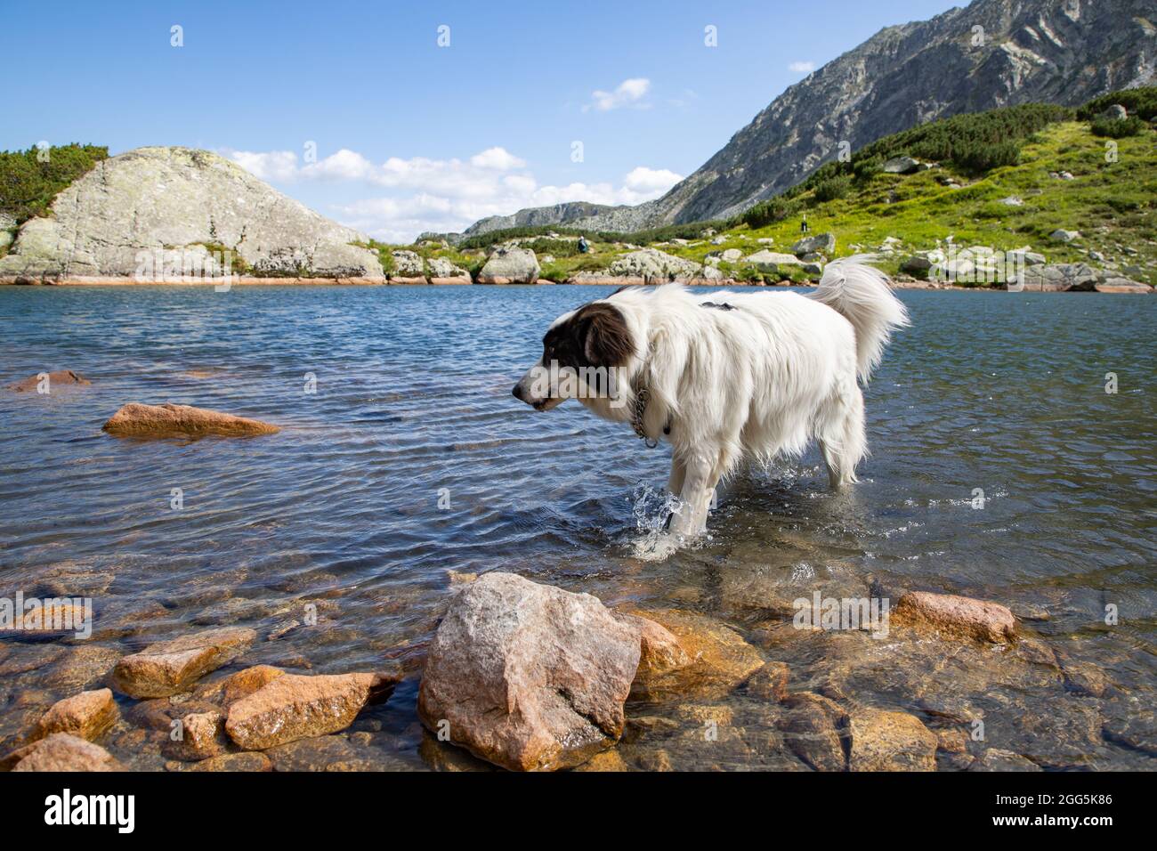 happy white dog swimming in lake Stock Photo - Alamy