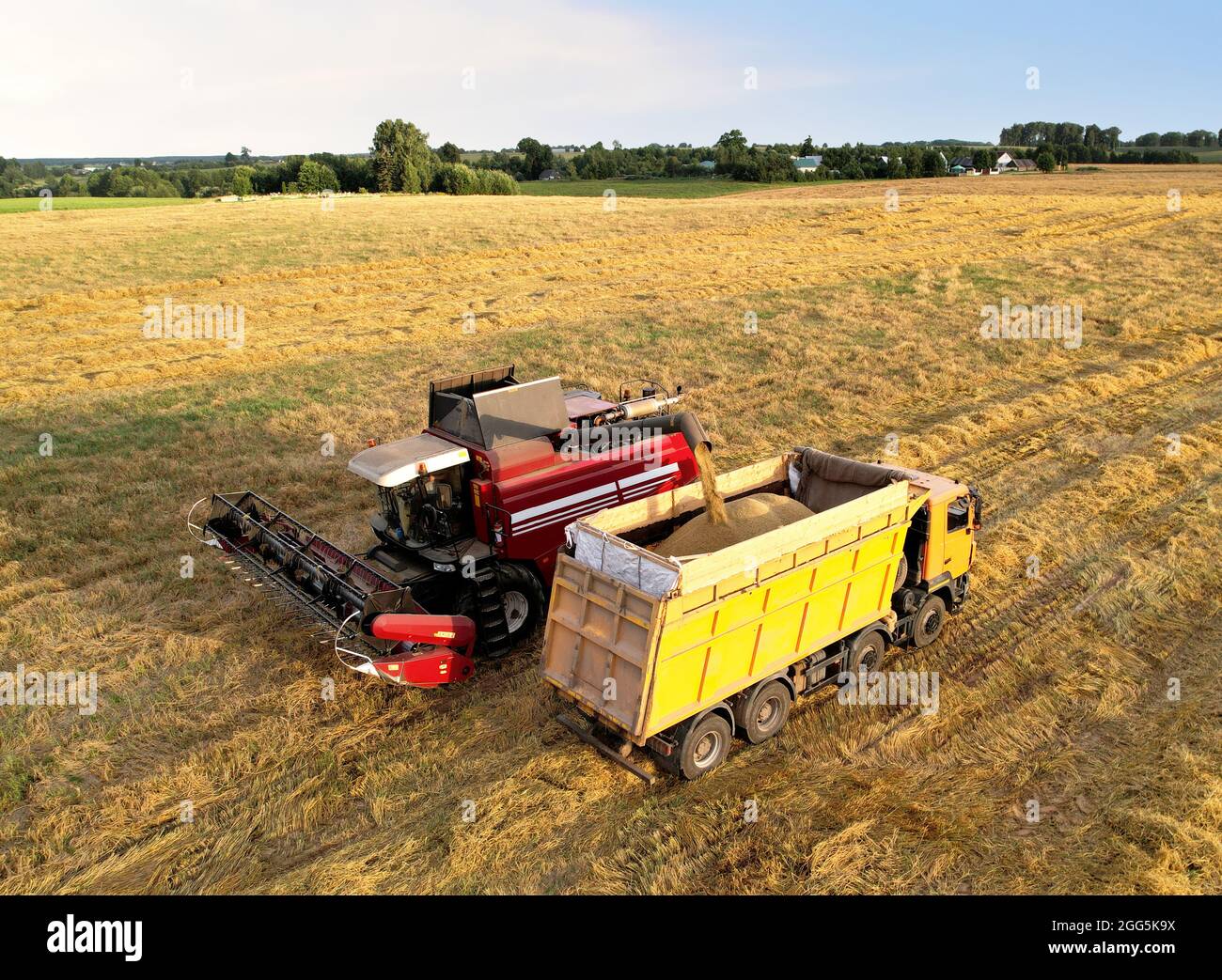 Combine harvester working in wheat field. Harvesting machine during ...