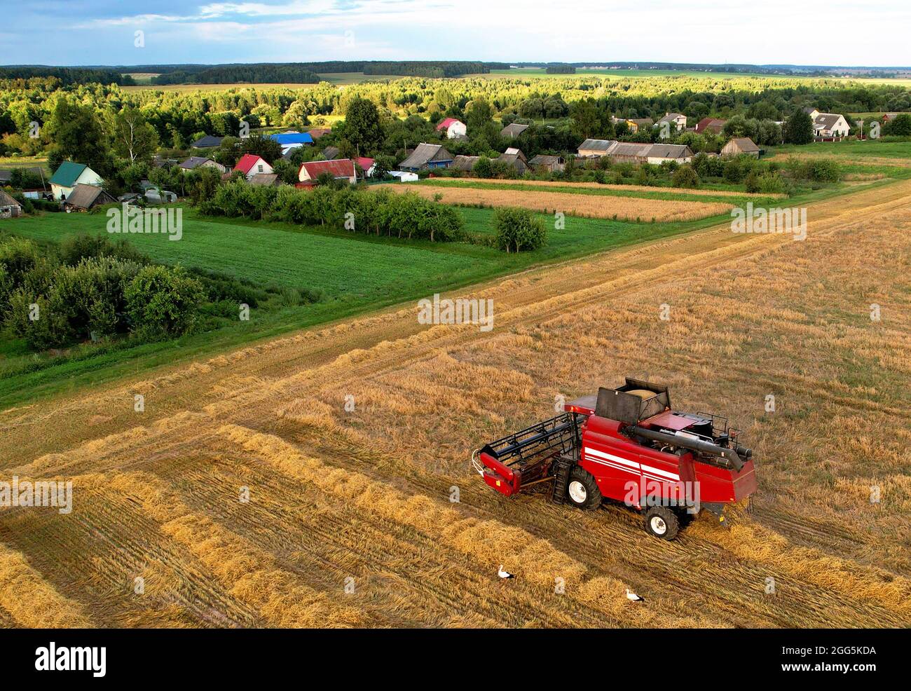 Combine harvester working in wheat field. Harvesting machine during ...