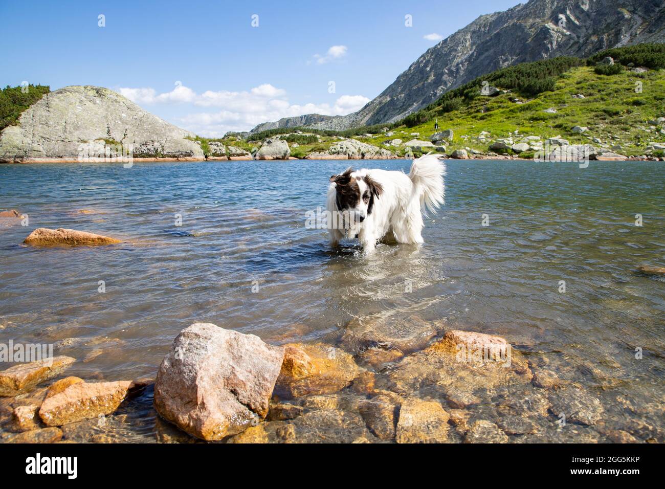 happy white dog swimming in lake Stock Photo - Alamy