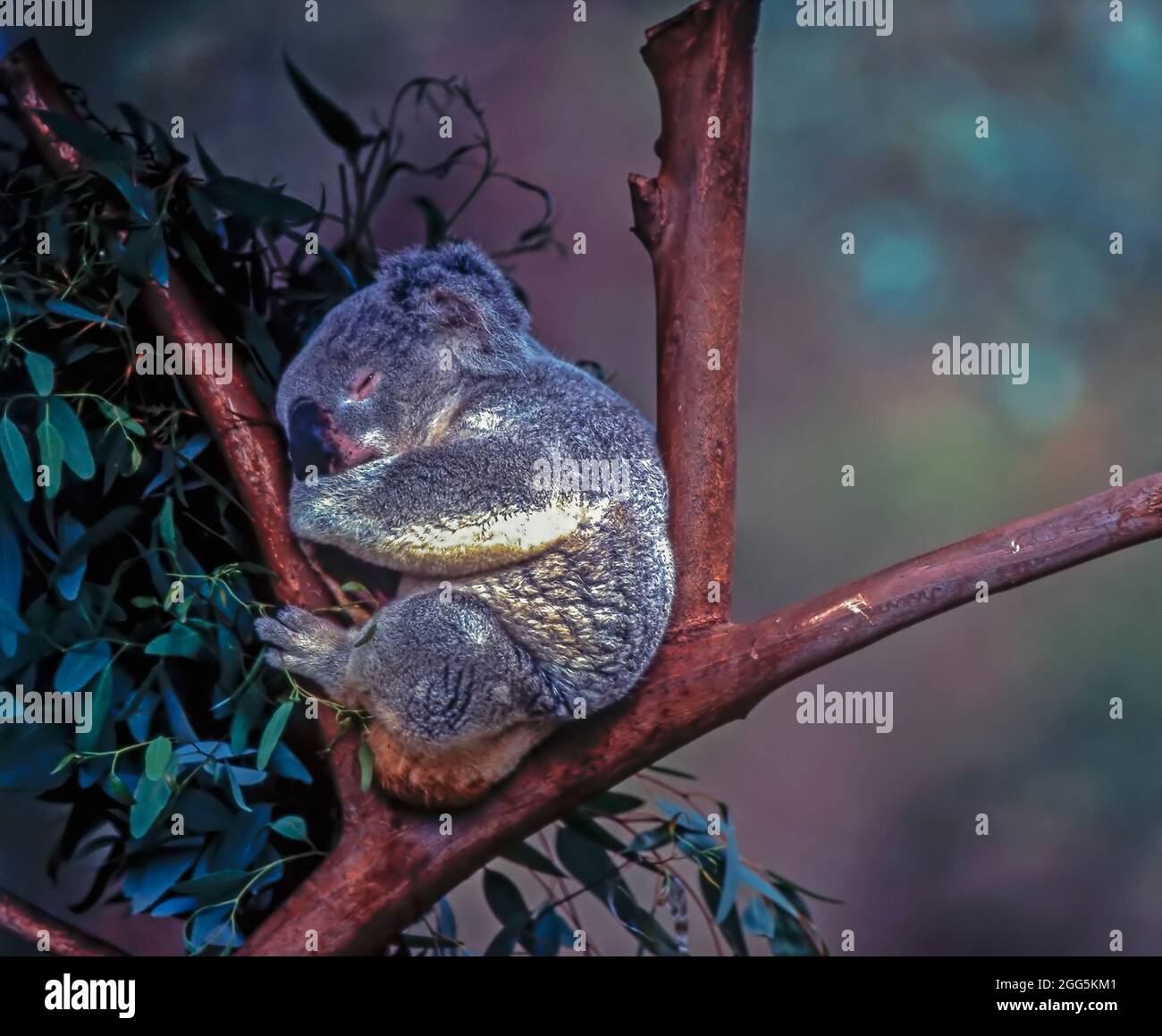 Koala resting on Eucalyptus tree branch Stock Photo - Alamy