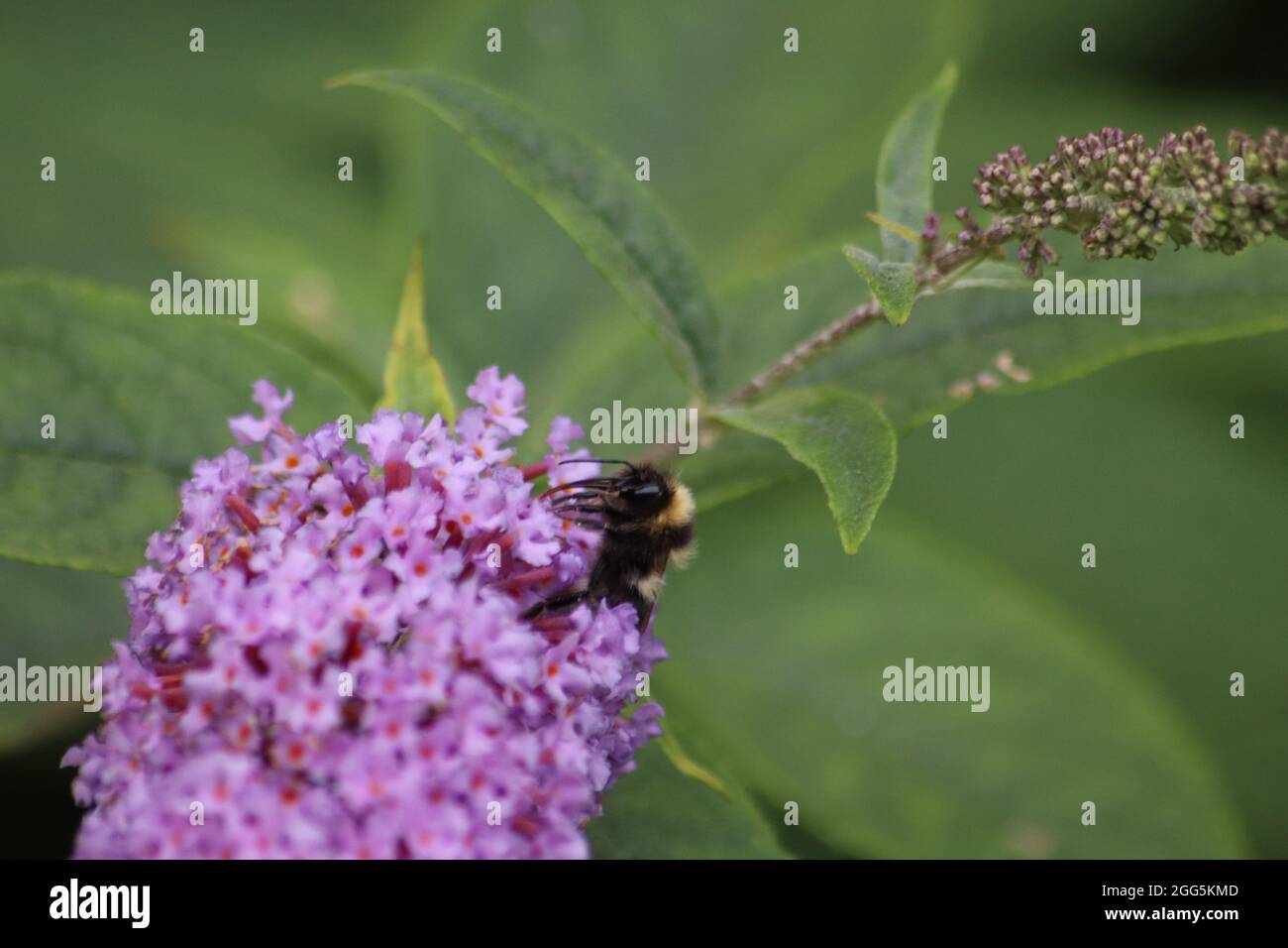 Honey bee on pink buddleja davidii hi-res stock photography and images ...