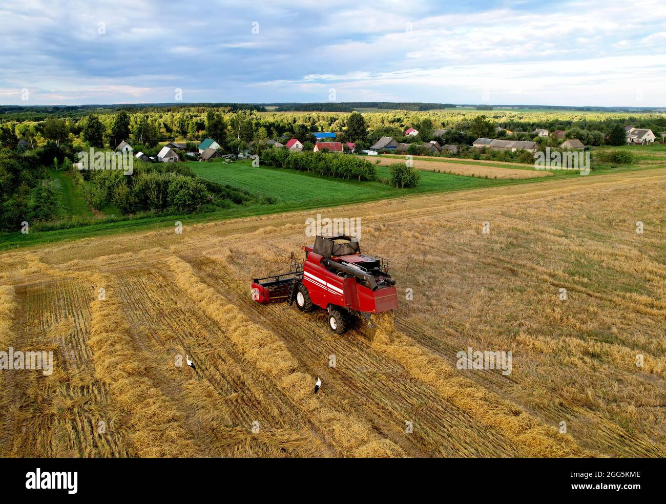 Combine harvester working in wheat field. Harvesting machine during ...