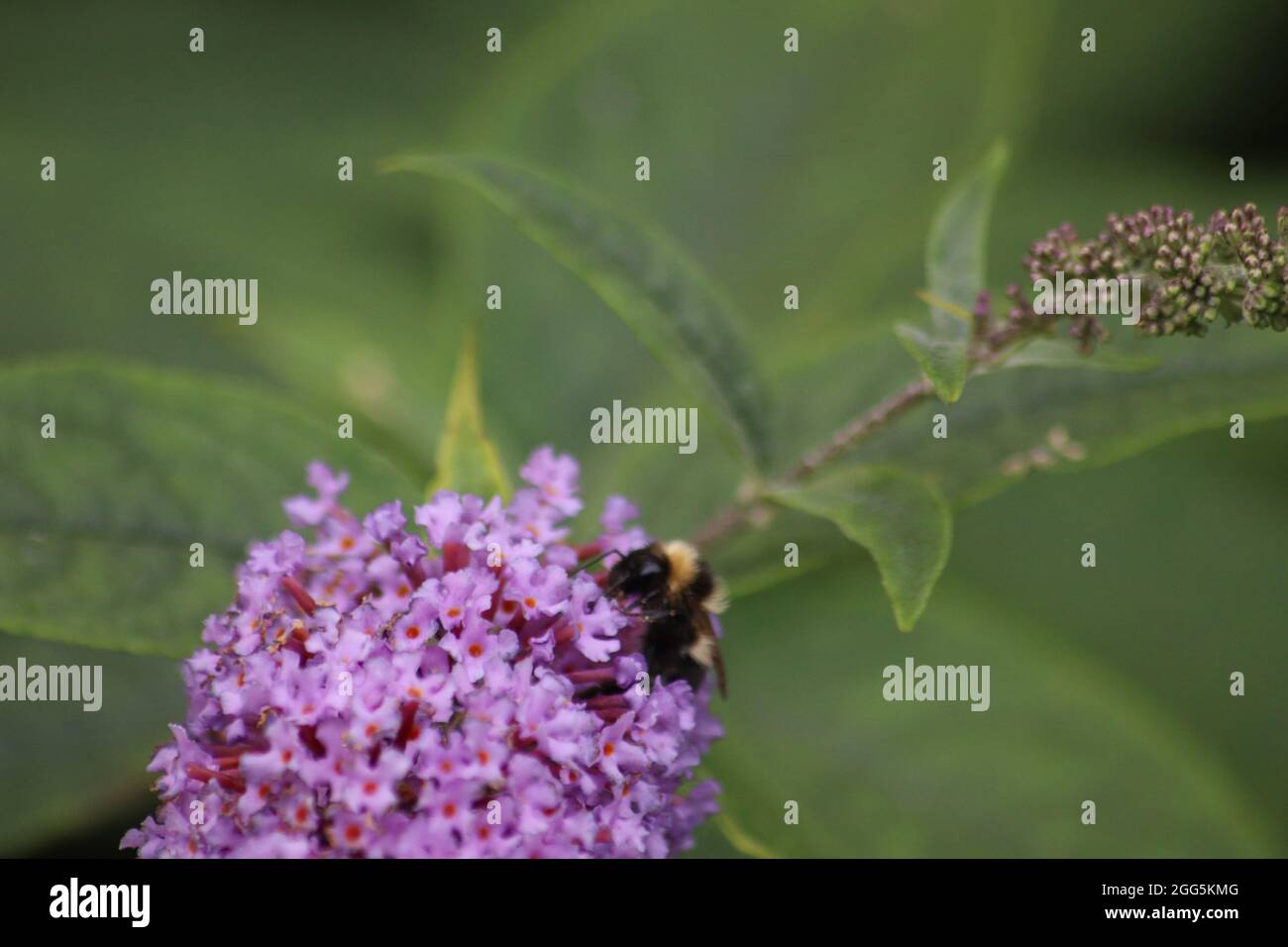 Honey bee on pink buddleja davidii hi-res stock photography and images ...