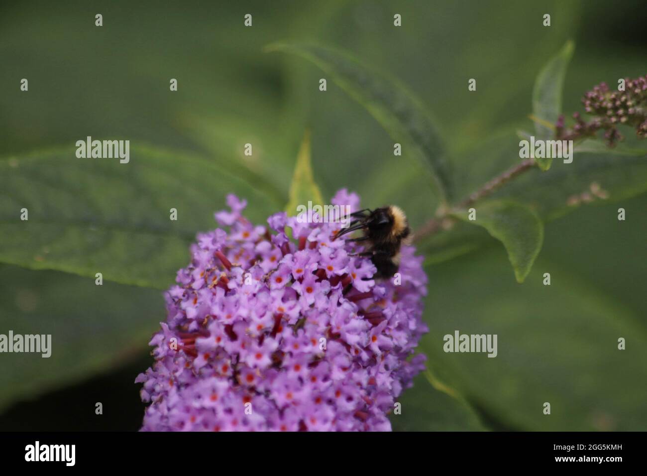 Honey bee on pink buddleja davidii hi-res stock photography and images ...