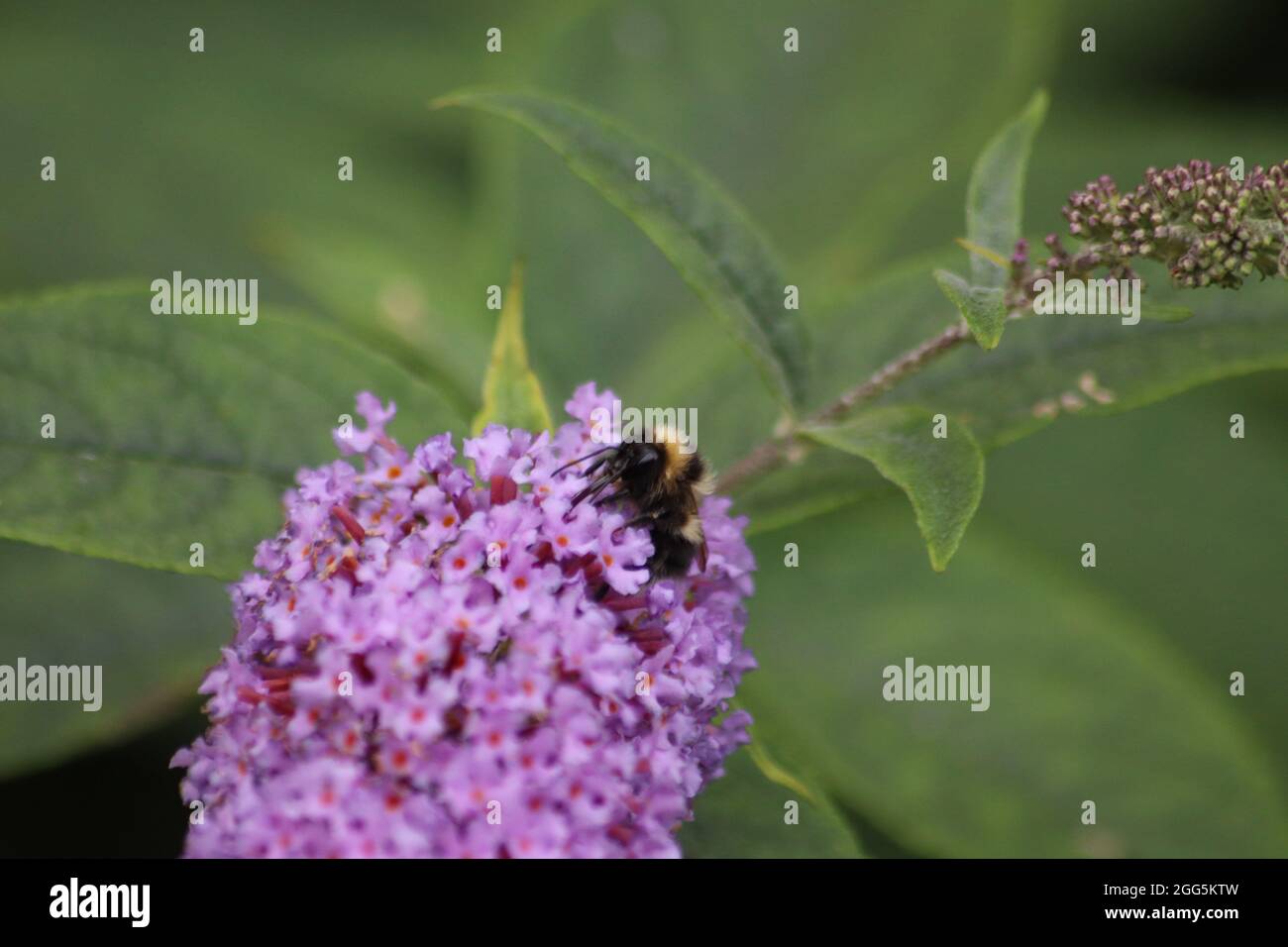 Honey bee on pink buddleja davidii hi-res stock photography and images ...