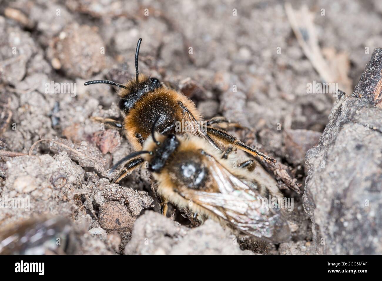 Earth bees females and males on the ground during reproduction and love ...