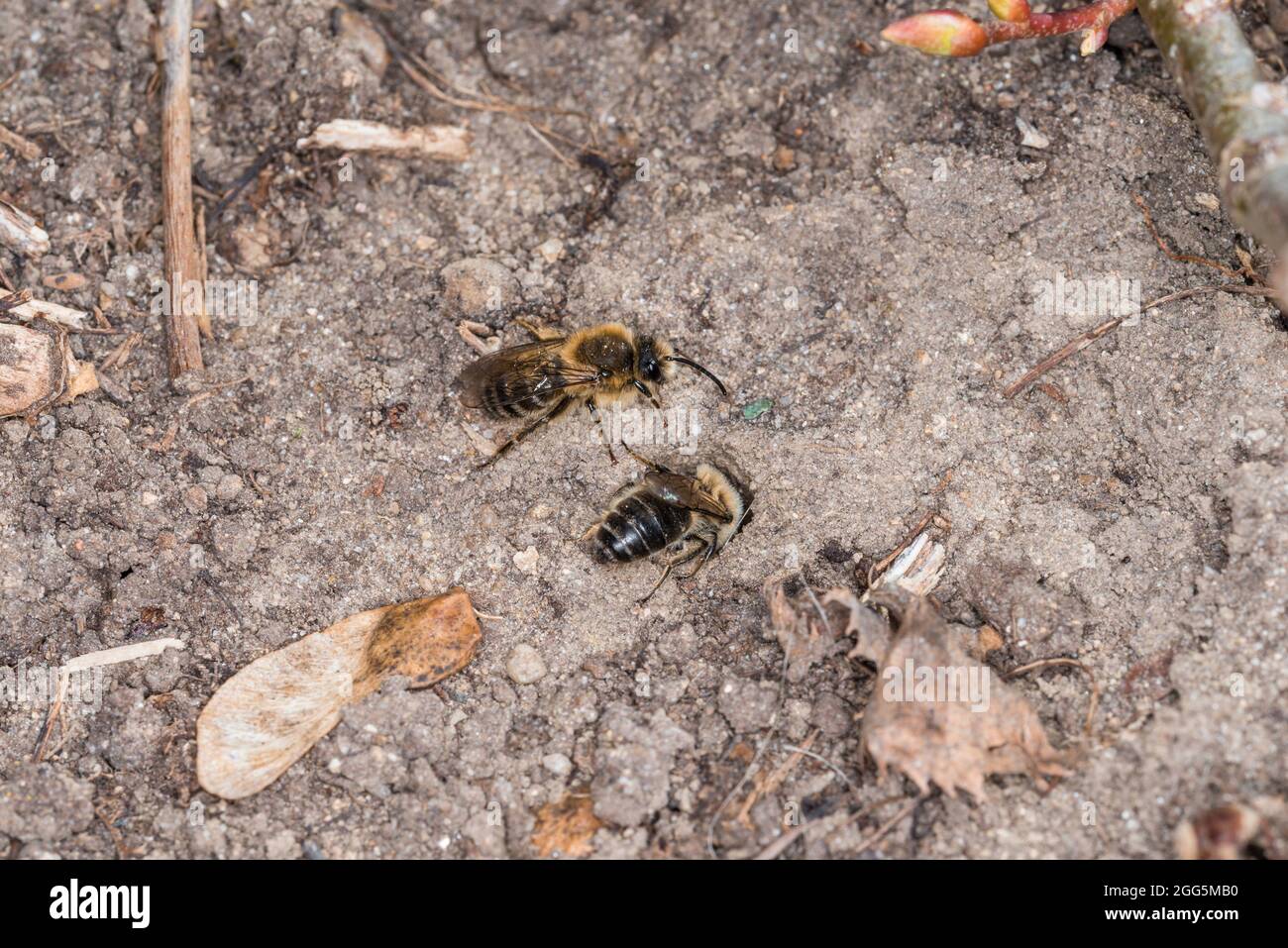 Bees group flying grass hi-res stock photography and images - Alamy