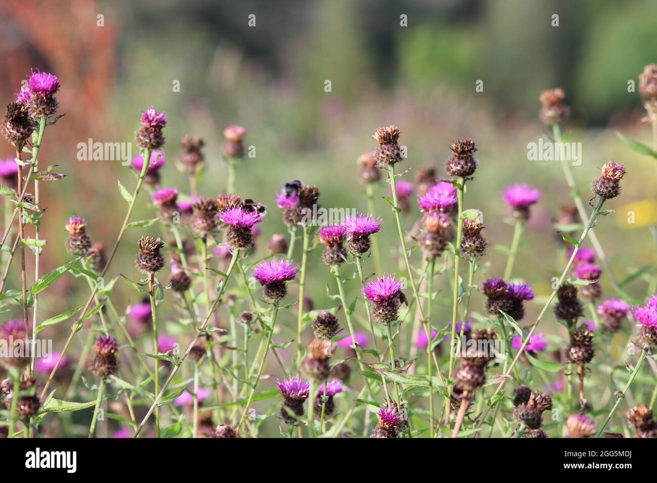 Patch of thistles hi-res stock photography and images - Alamy