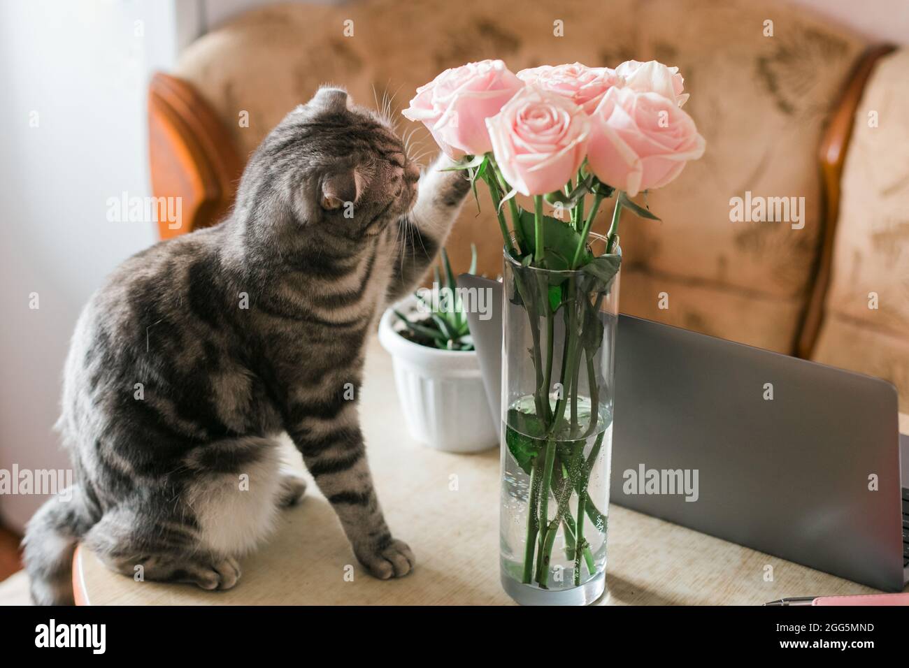 Pink roses cat hi-res stock photography and images - Alamy