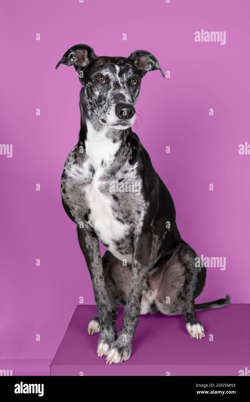 A Studioshot of a black grey and white lurcher a type of sighthound ...