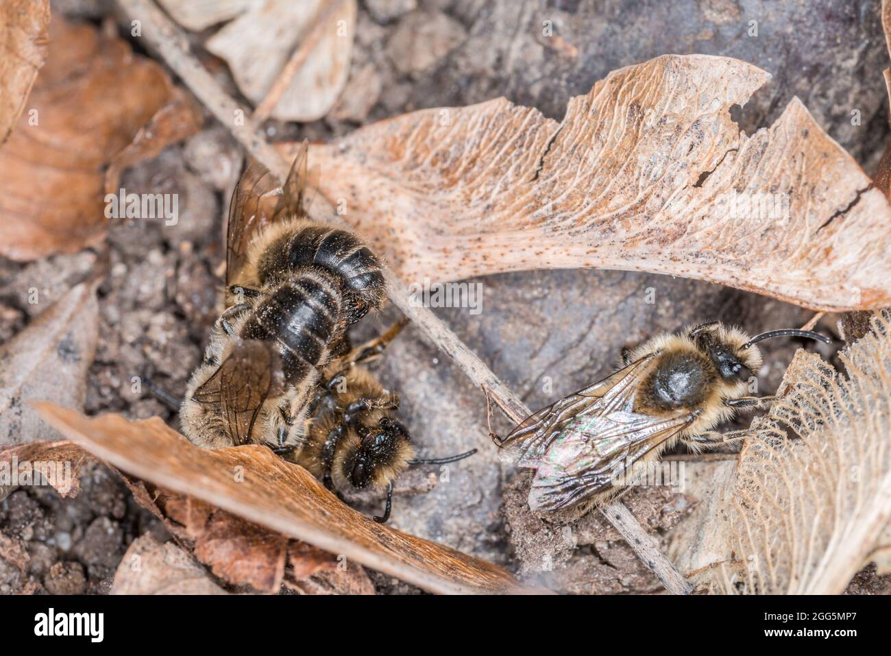 Earth bees females and males on the ground during reproduction and love ...