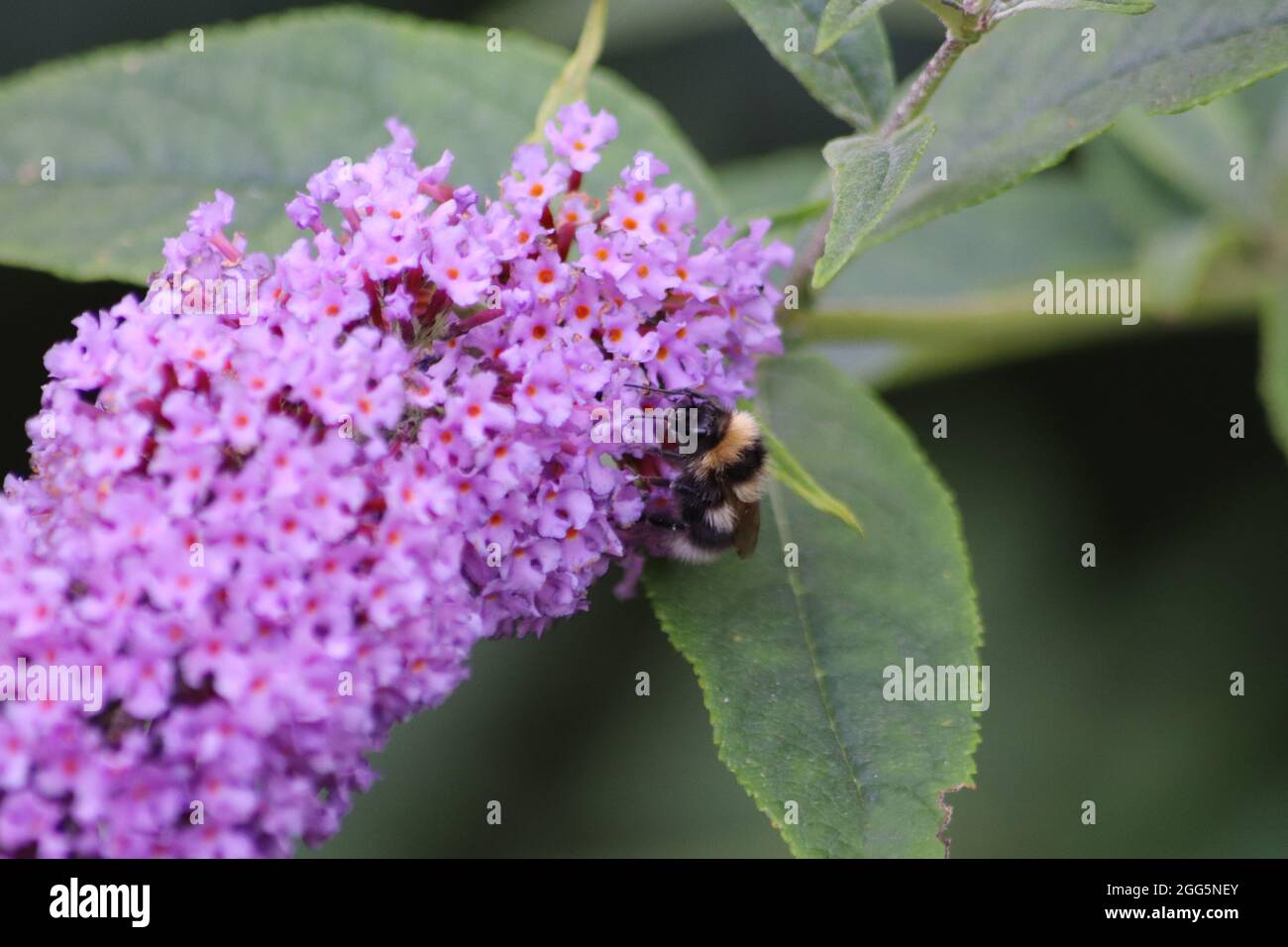 Honey bee on pink buddleja davidii hi-res stock photography and images ...