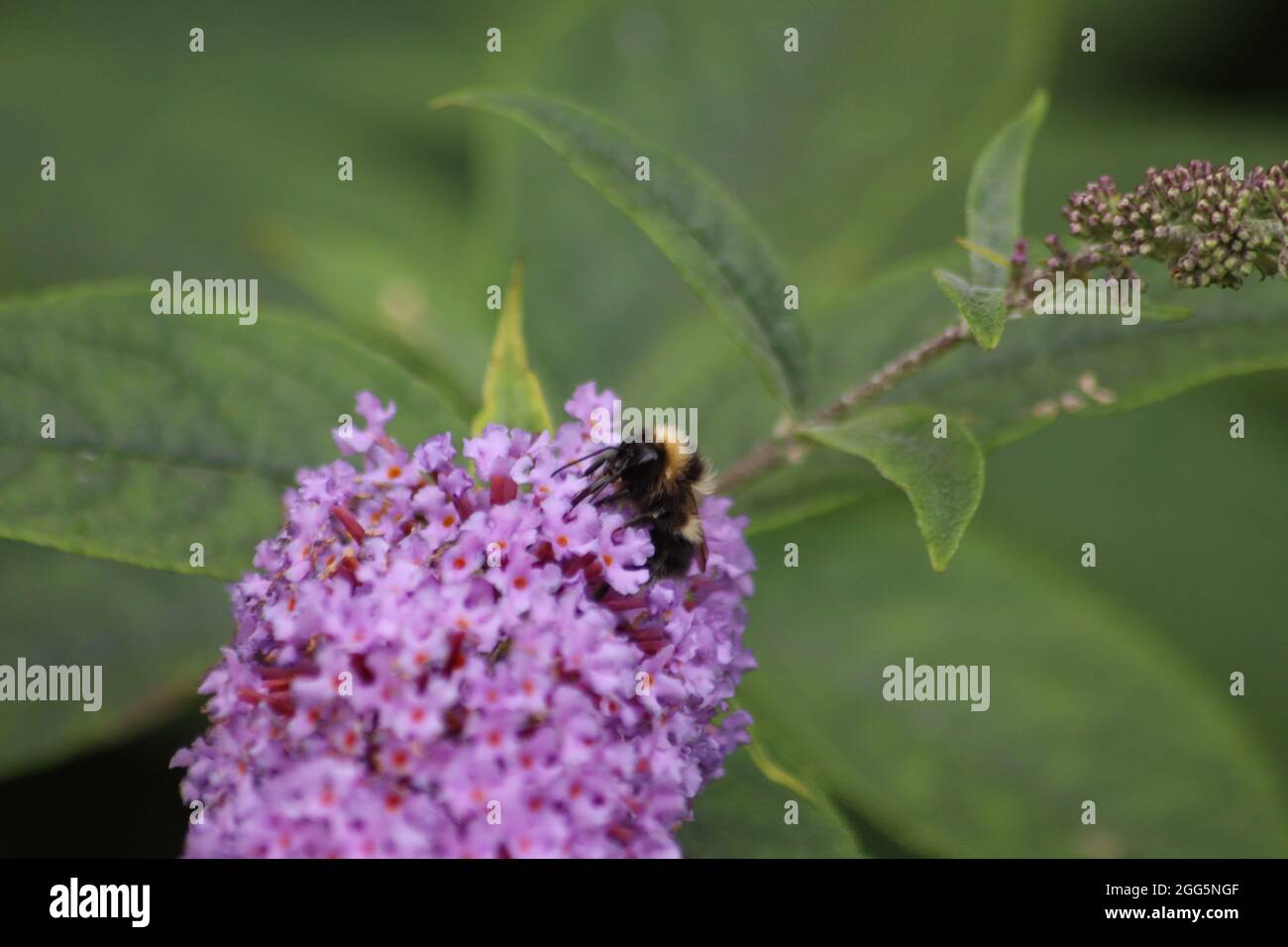 Bee on buddleia Stock Photo - Alamy