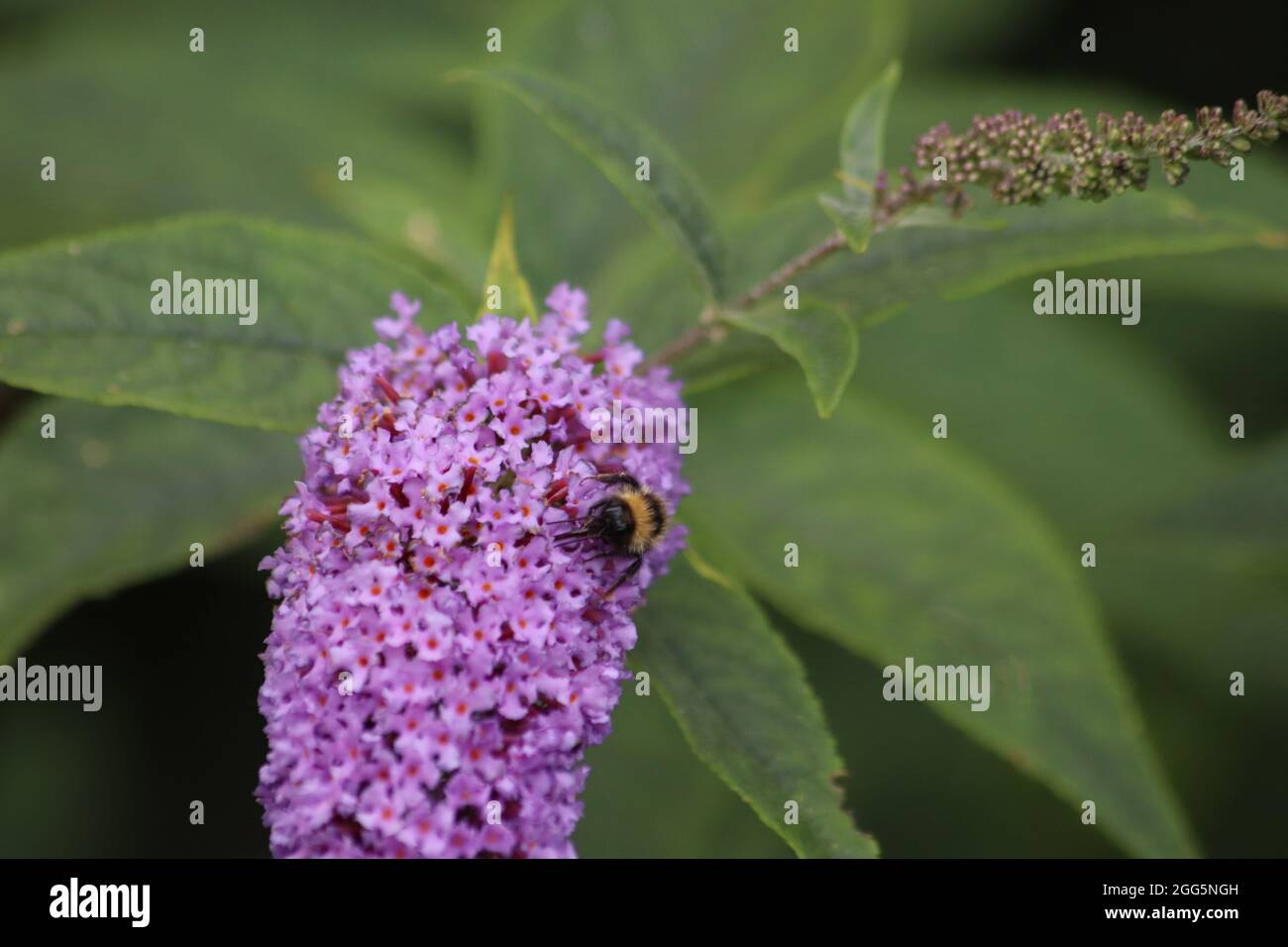 Honey bee on pink buddleja davidii hi-res stock photography and images ...