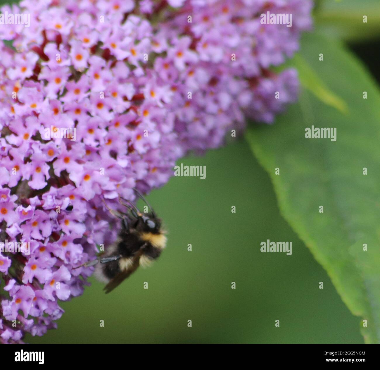 Honey bee on pink buddleja davidii hi-res stock photography and images ...