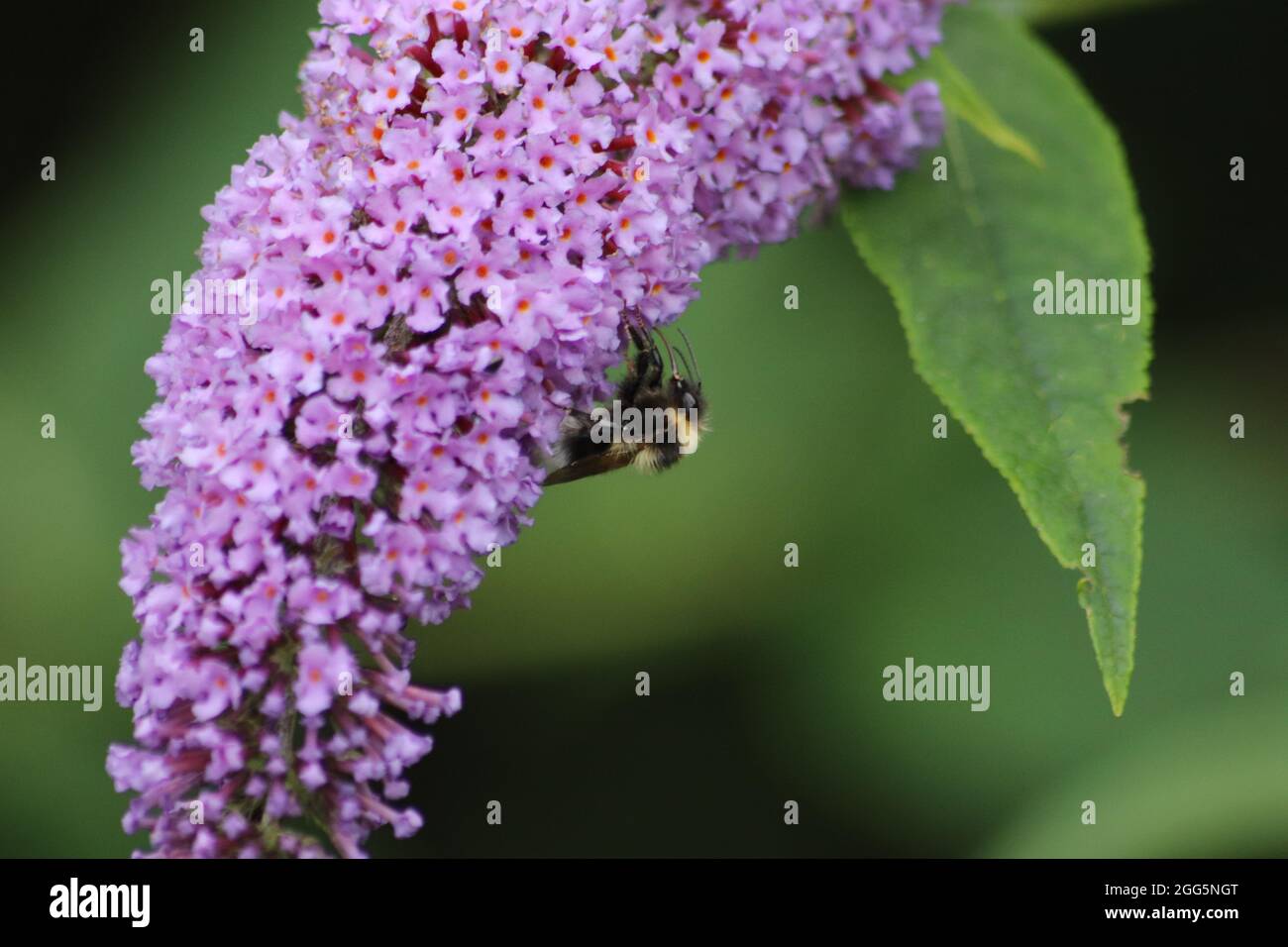 Honey bee on pink buddleja davidii hi-res stock photography and images ...