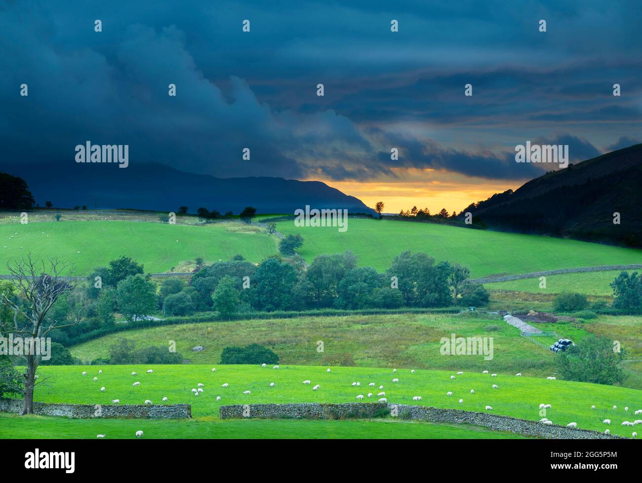 Twilight evening fells farm land walls sheep farming green field hi-res ...