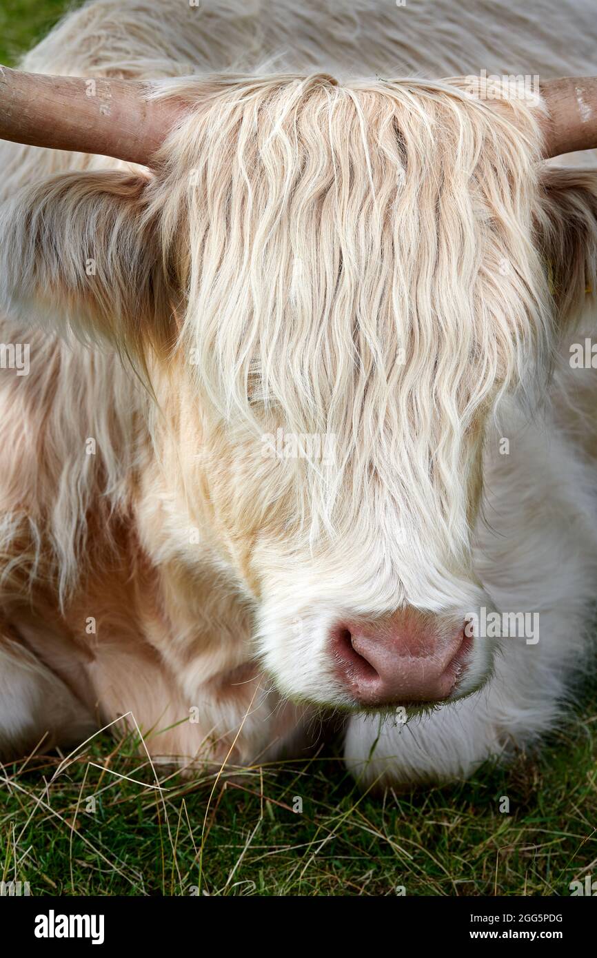 Hairy cattle hi-res stock photography and images - Alamy