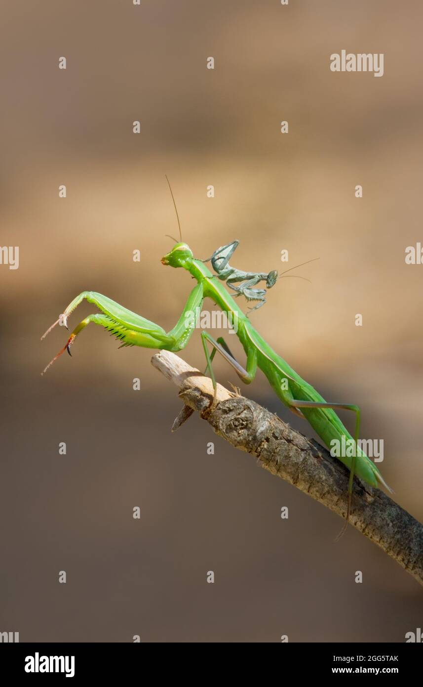 Praying mantis baby hi-res stock photography and images - Alamy