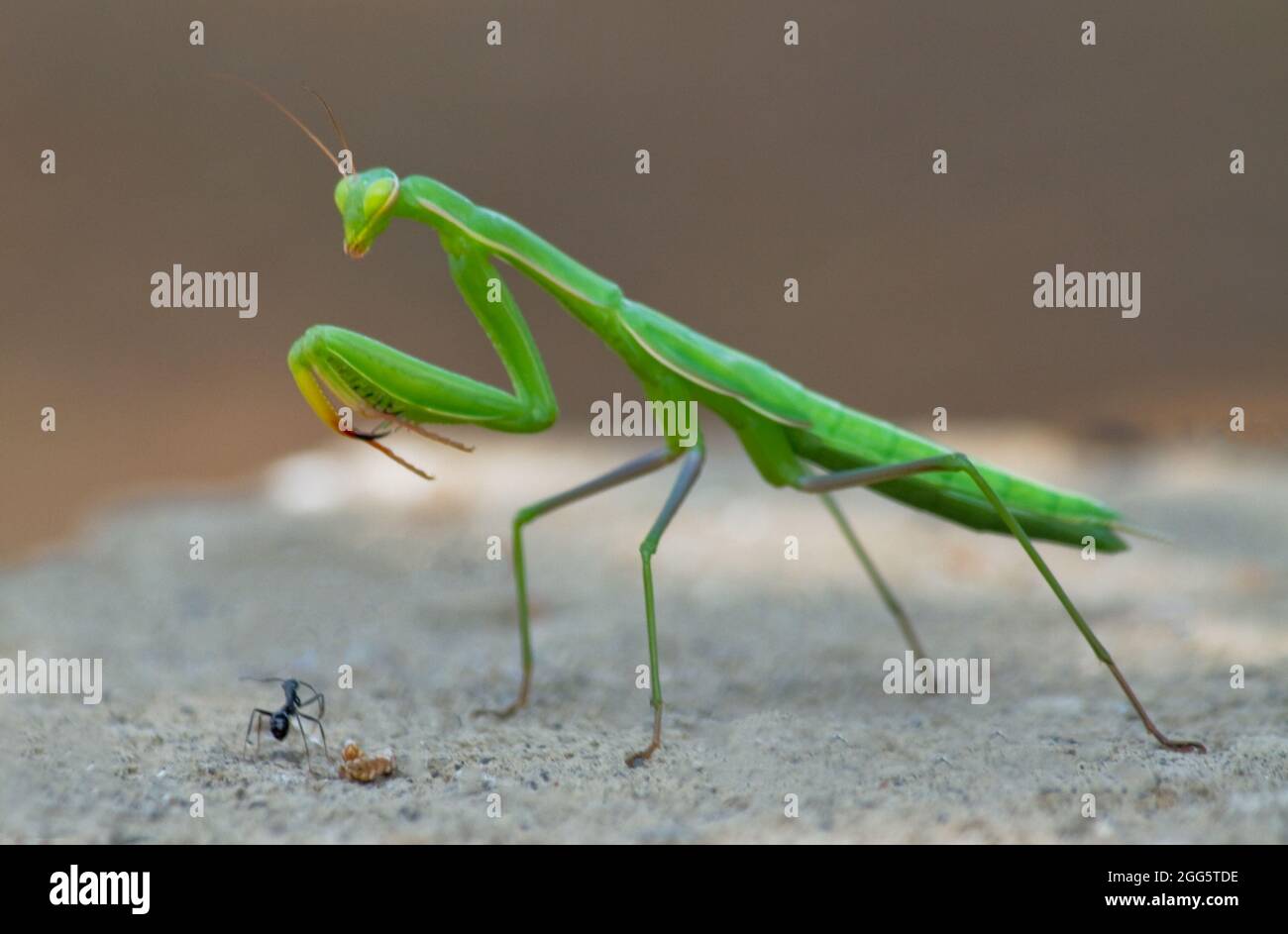 Praying mantis baby hi-res stock photography and images - Alamy
