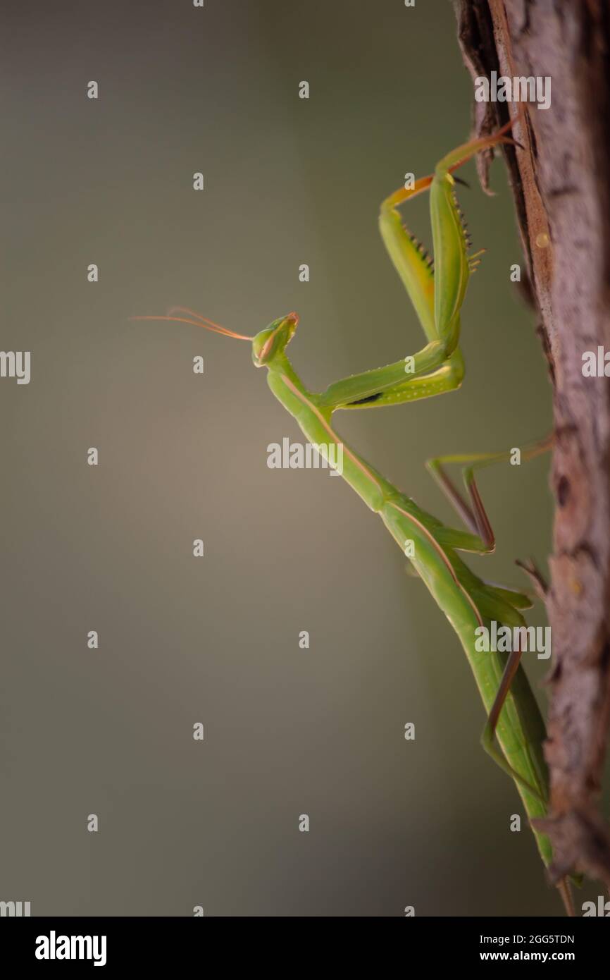 Praying mantis baby hi-res stock photography and images - Alamy