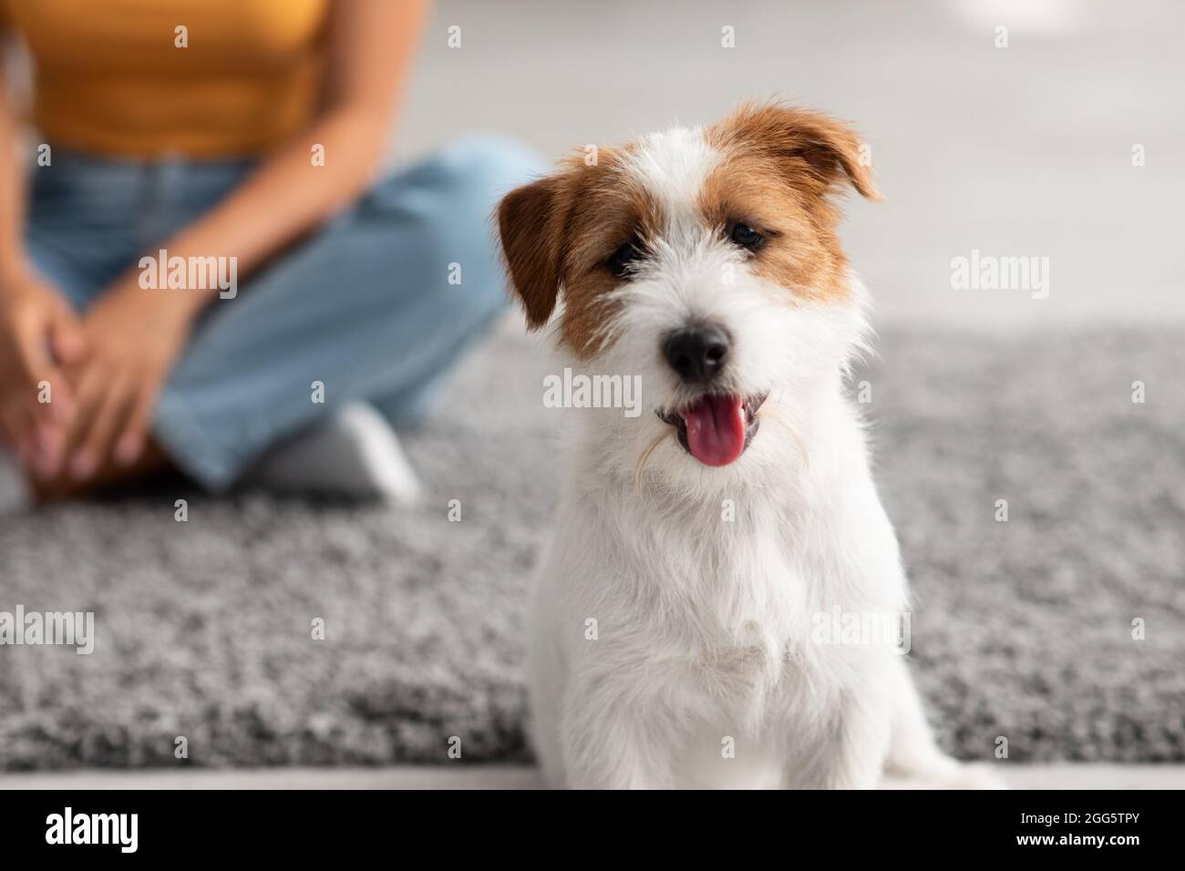 Adorable small dog hi-res stock photography and images - Alamy