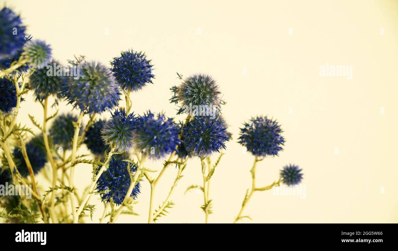 Round flowers hi-res stock photography and images - Alamy